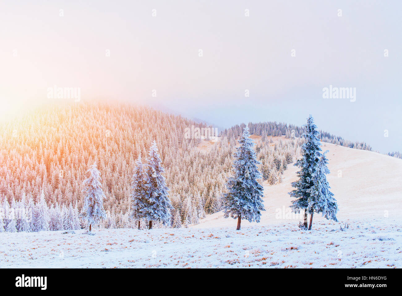 winter landscape trees in frost Stock Photo - Alamy