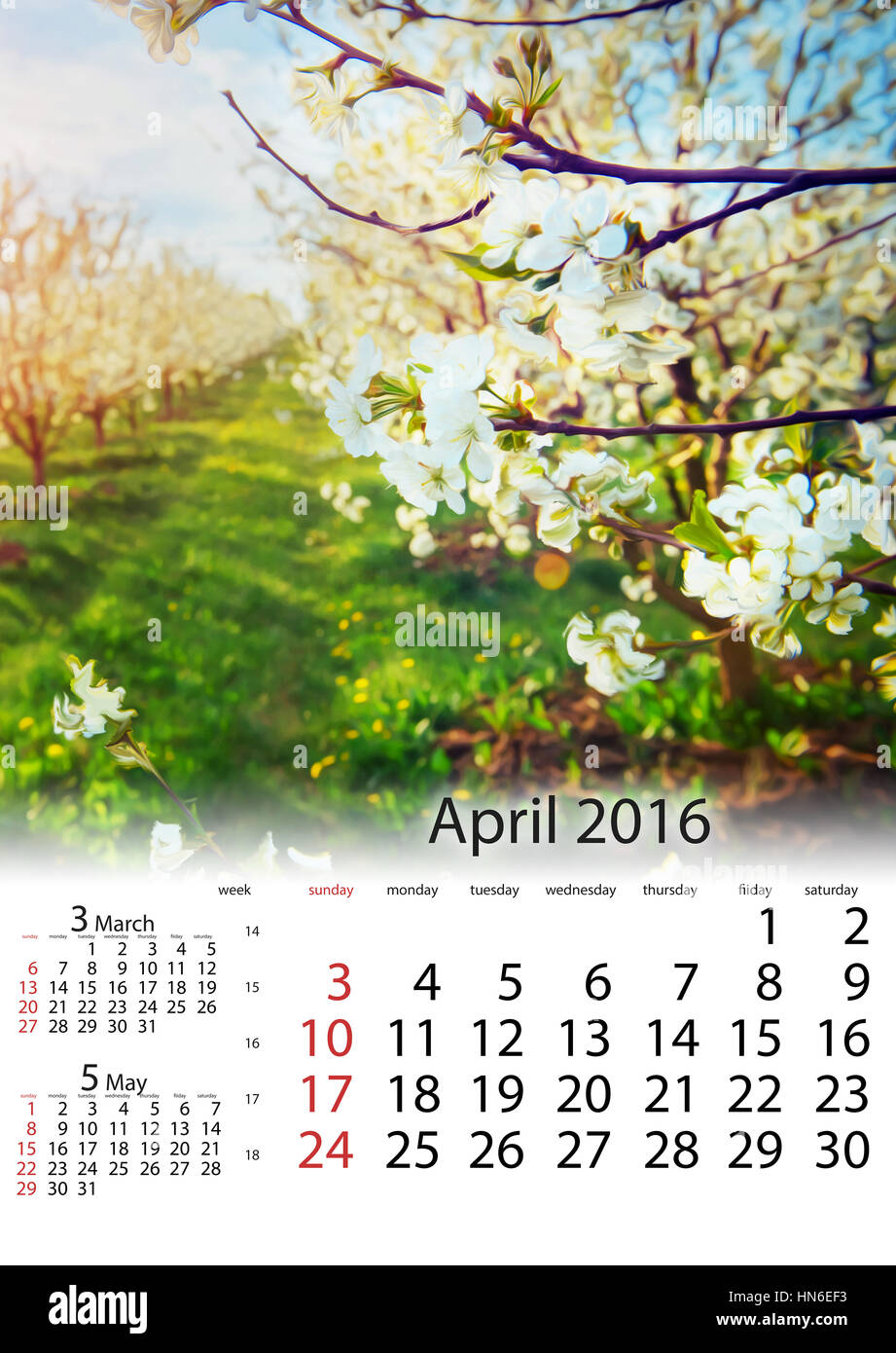 Calendar April 2016 - apple tree flowers In the beginning of spr Stock ...