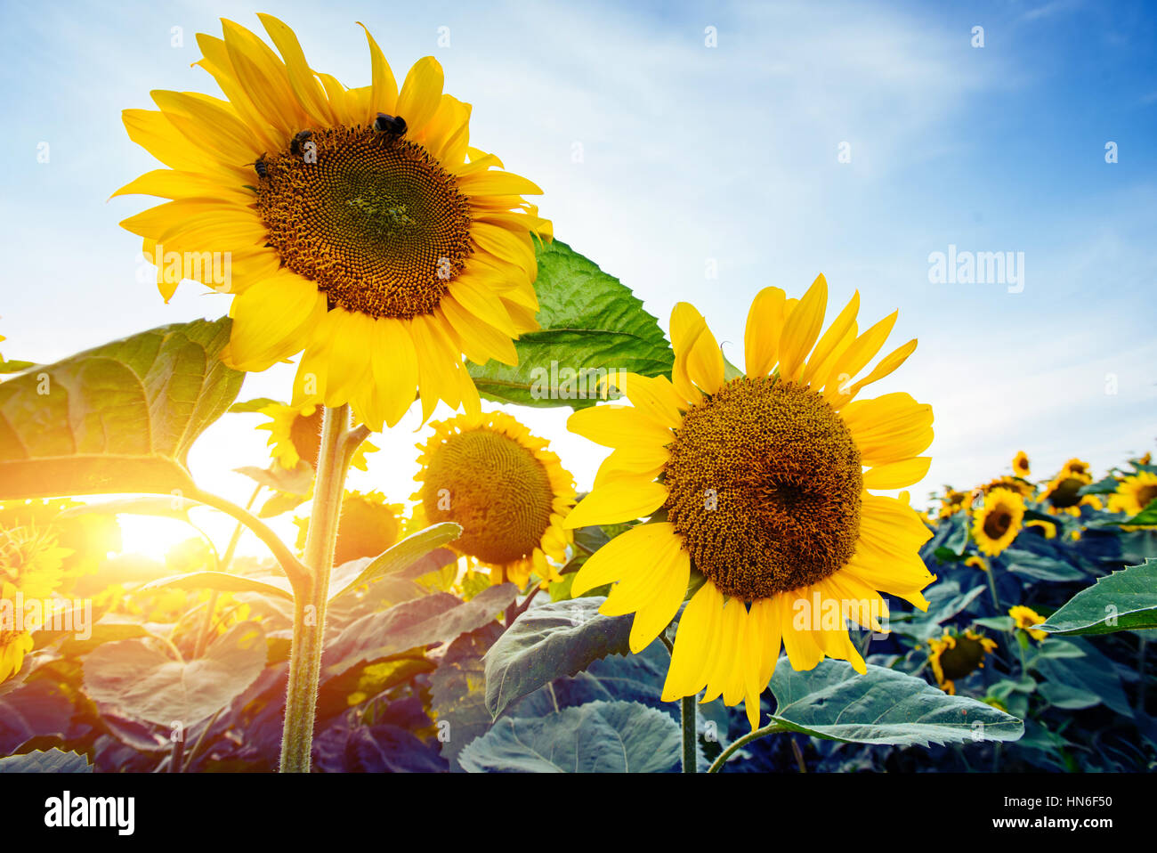 sunflowers through the rays of the sun Stock Photo - Alamy