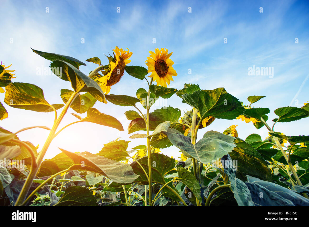 sunflowers through the rays of the sun Stock Photo - Alamy