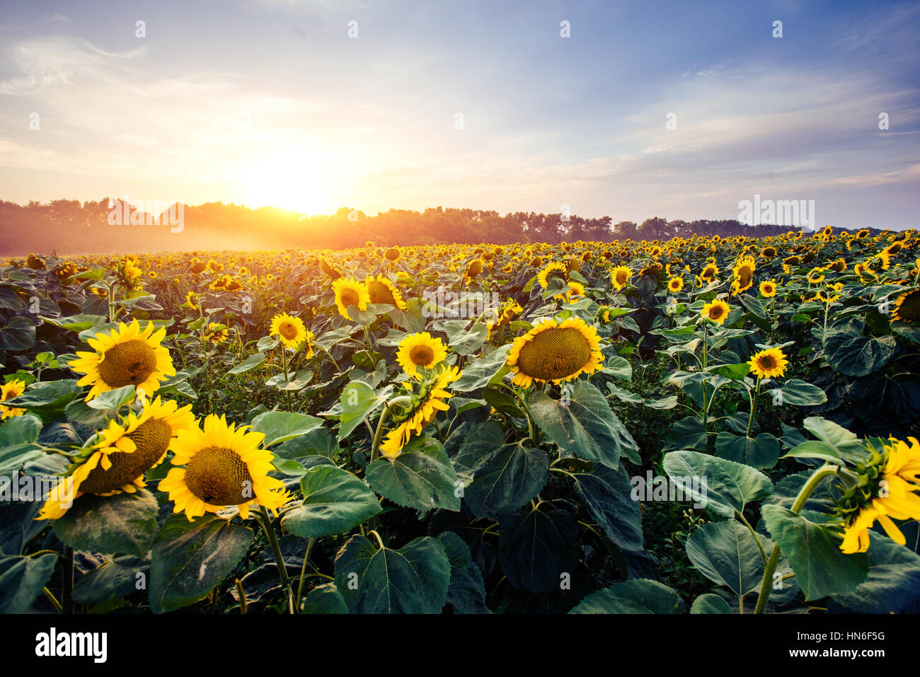 sunflowers through the rays of the sun Stock Photo - Alamy