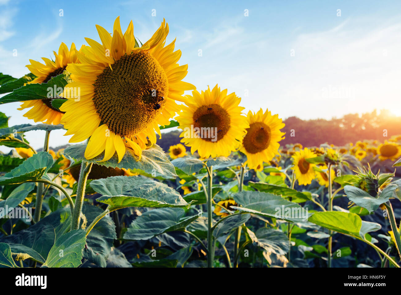 sunflowers through the rays of the sun Stock Photo - Alamy