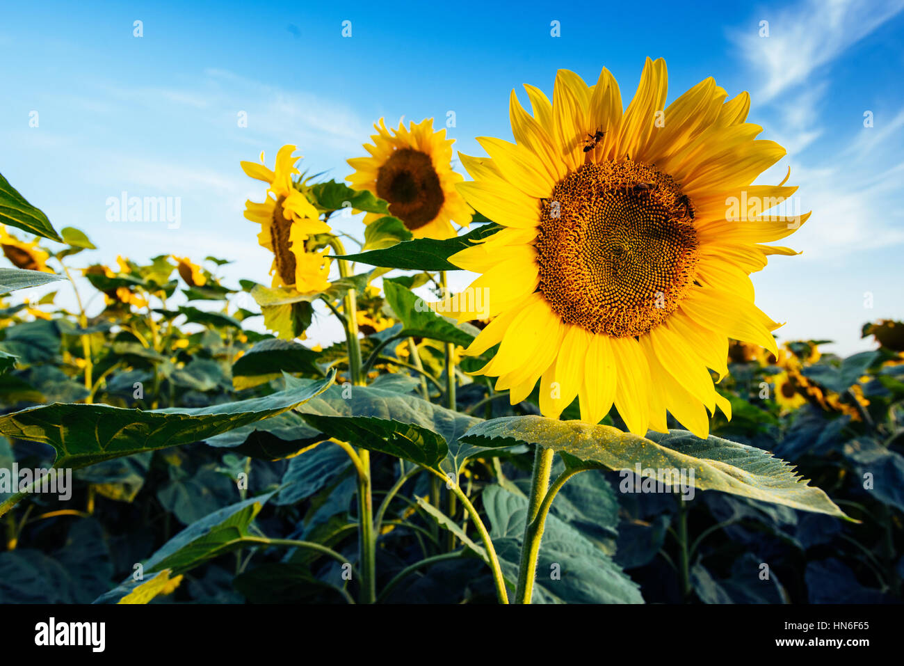 sunflowers through the rays of the sun Stock Photo - Alamy
