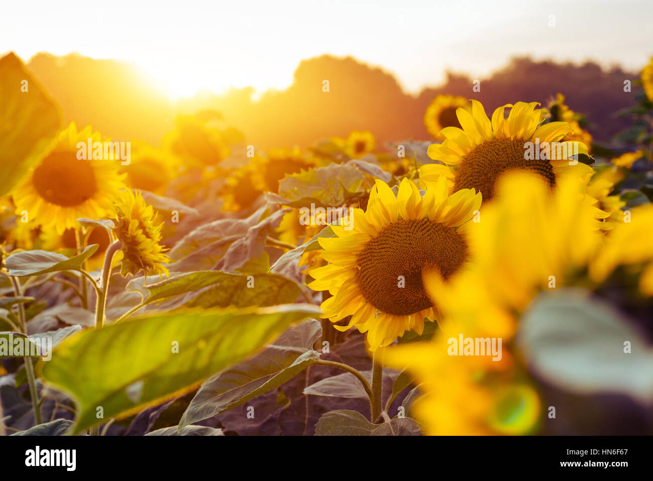 sunflowers through the rays of the sun Stock Photo - Alamy
