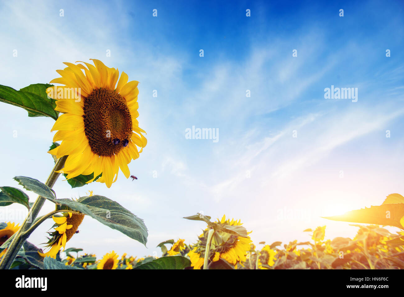 sunflowers through the rays of the sun Stock Photo - Alamy