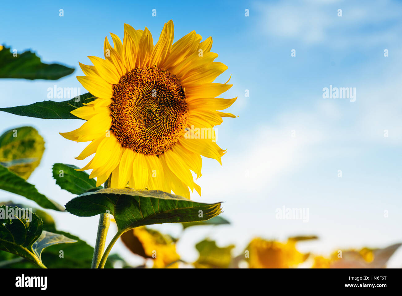 sunflowers through the rays of the sun Stock Photo - Alamy