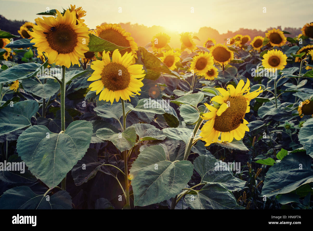 sunflowers through the rays of the sun Stock Photo - Alamy