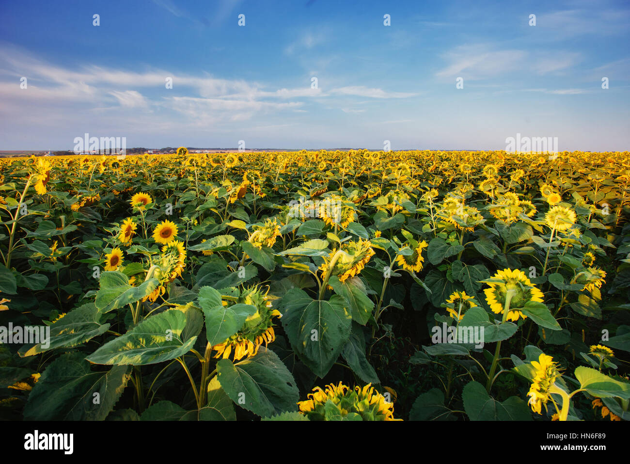 sunflowers through the rays of the sun Stock Photo - Alamy