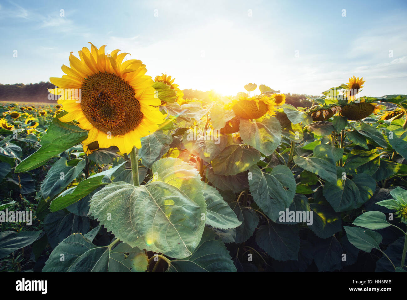 sunflowers through the rays of the sun Stock Photo - Alamy