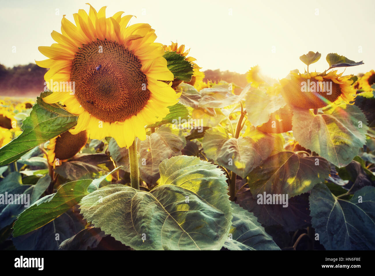 sunflowers through the rays of the sun Stock Photo - Alamy