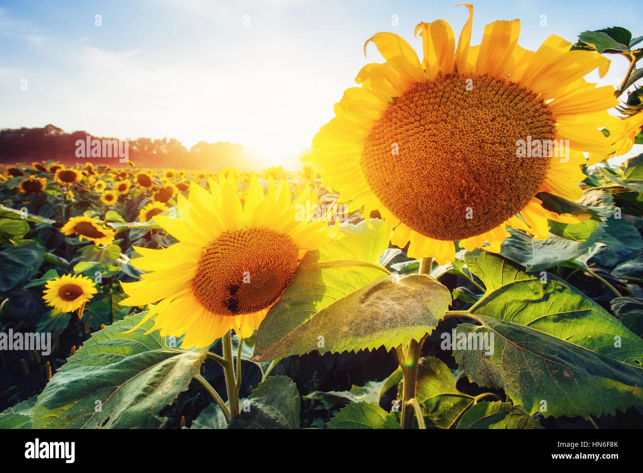 sunflowers through the rays of the sun Stock Photo - Alamy