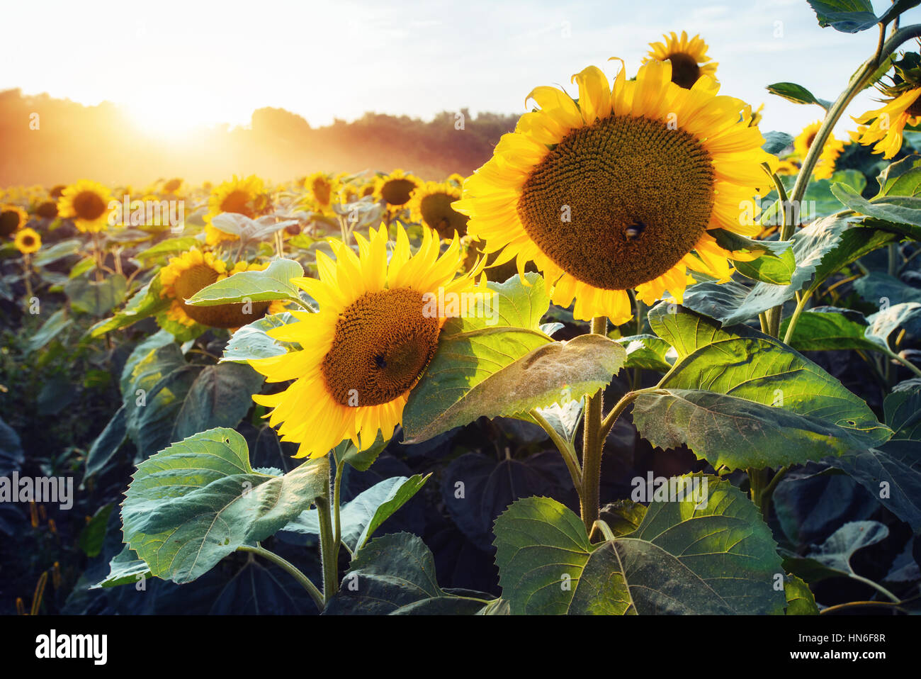 sunflowers through the rays of the sun Stock Photo - Alamy