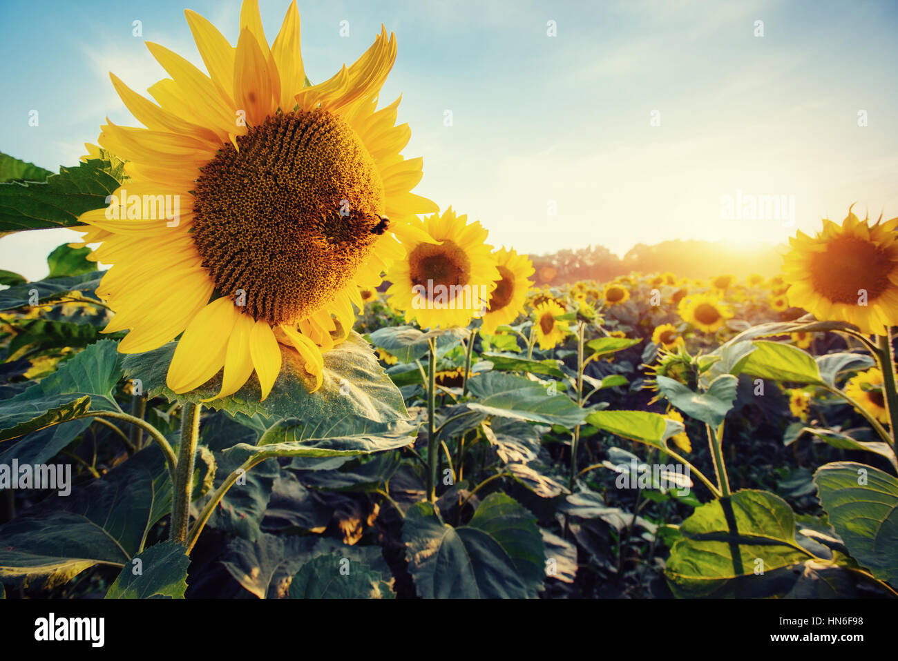 sunflowers through the rays of the sun Stock Photo - Alamy