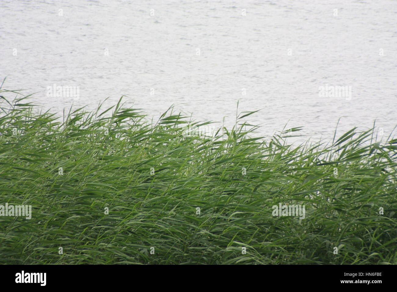 Grass by the river Stock Photo - Alamy