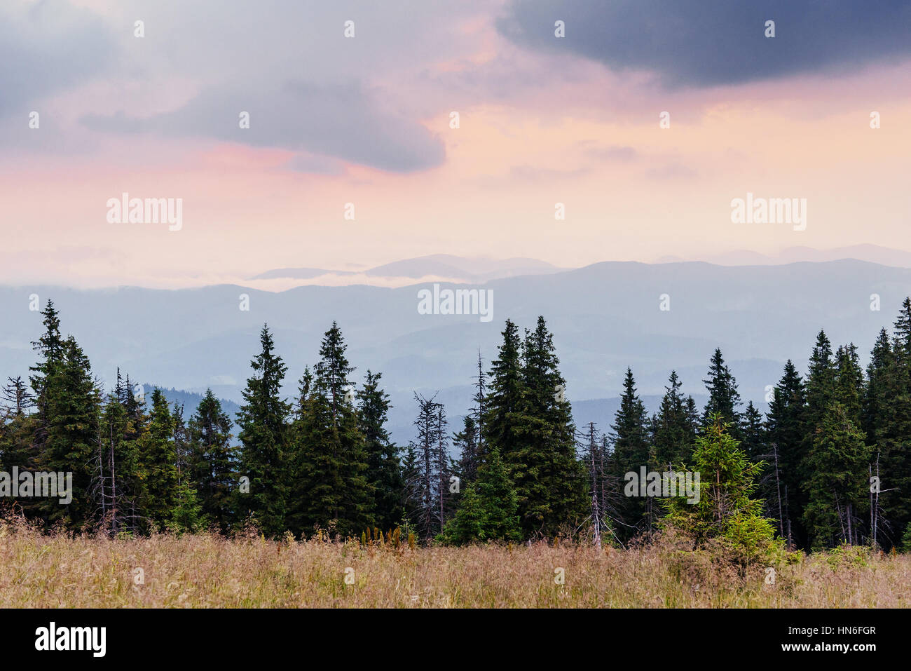 Pine tree forest Stock Photo - Alamy