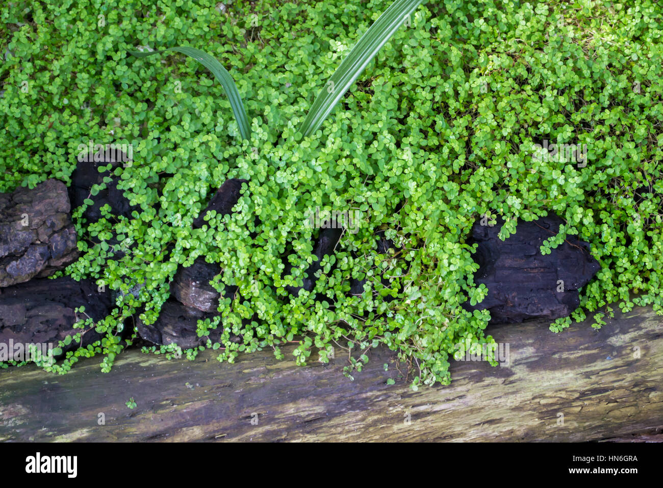 Wet grass with some black wood Stock Photo - Alamy