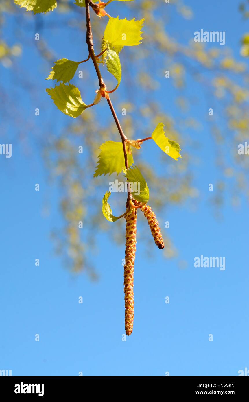 Swedish silver birch hi-res stock photography and images - Alamy