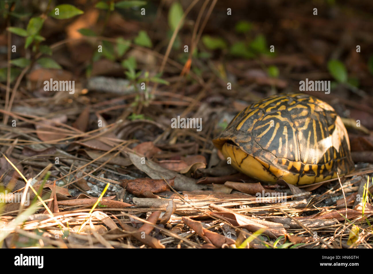 Boxer turtle hi-res stock photography and images - Alamy