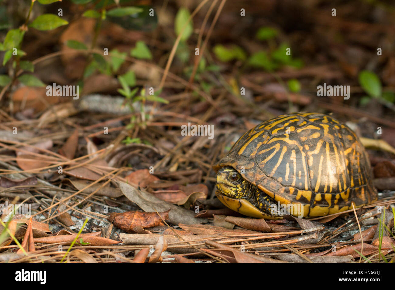Florida box turtle - Terrapene carolina bauri Stock Photo - Alamy