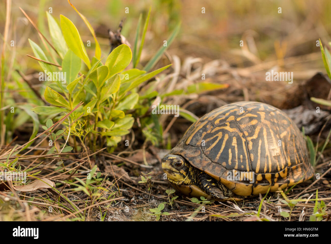 Florida box turtle - Terrapene carolina bauri Stock Photo - Alamy