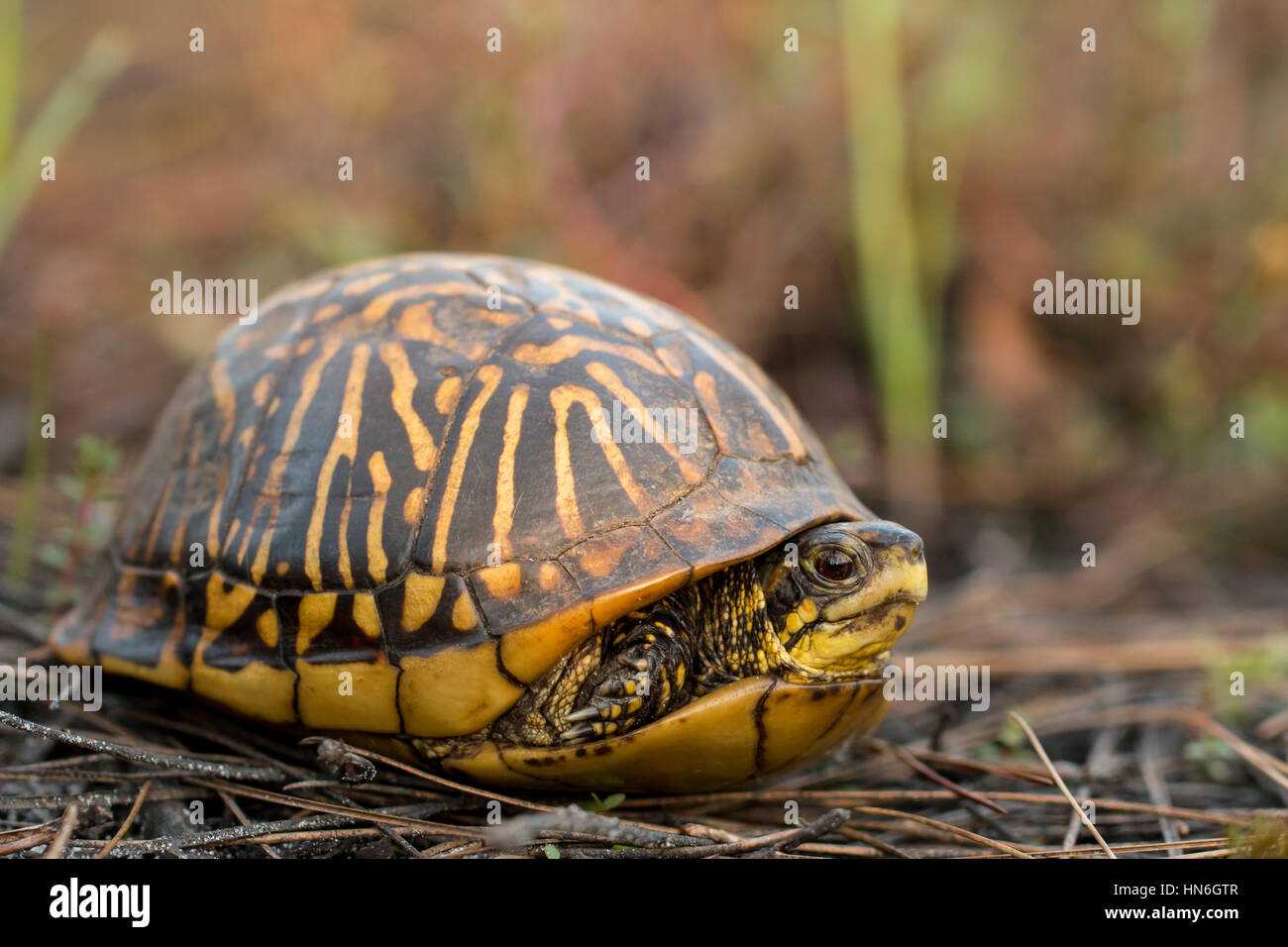 Florida box turtle - Terrapene carolina bauri Stock Photo - Alamy