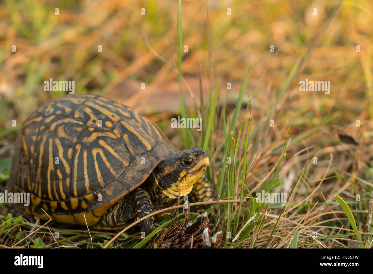 Florida box turtle - Terrapene carolina bauri Stock Photo - Alamy