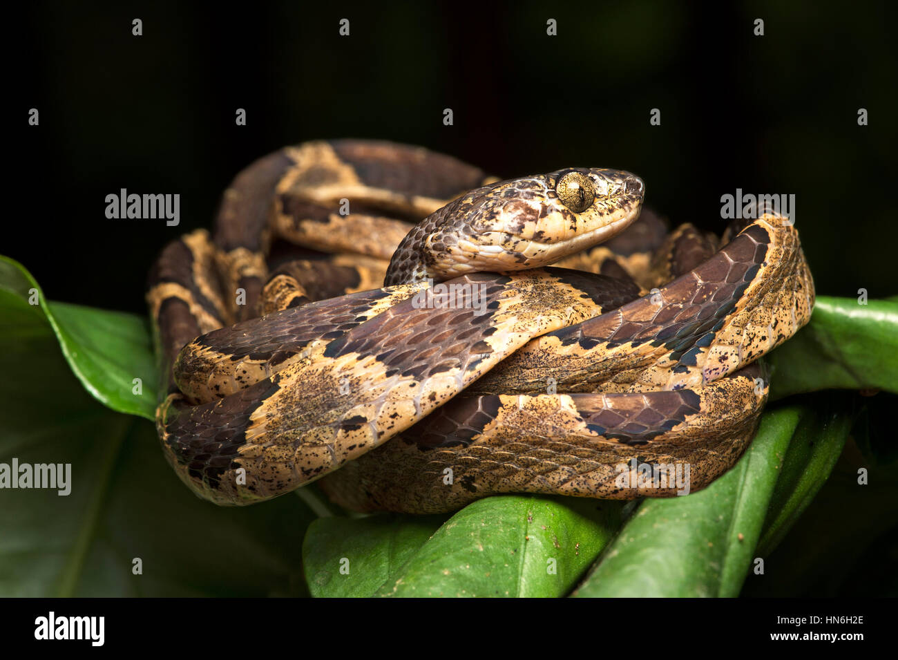 Amazon Rainforest Snake Hi-res Stock Photography And Images, 54% OFF
