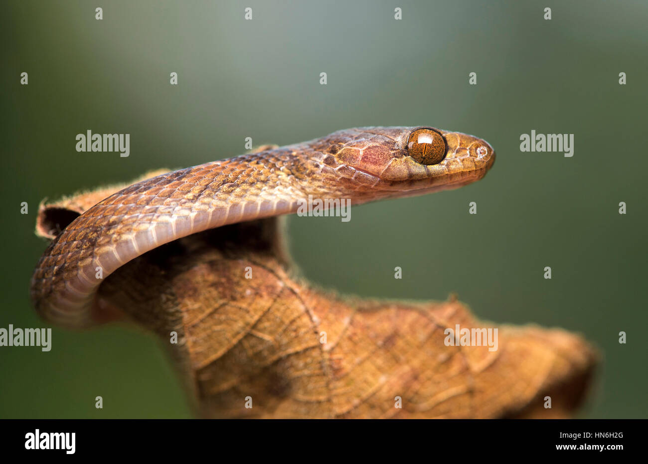 Blunthead tree snake (Imantodes cenchoa) on dry plant, Amazon ...