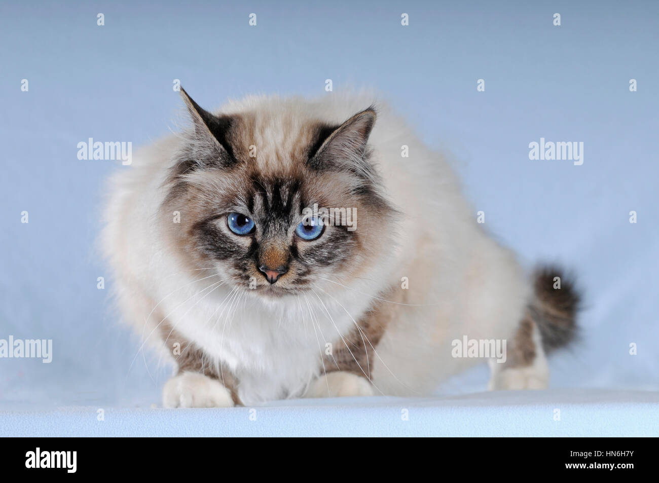 Cowering people hi-res stock photography and images - Alamy