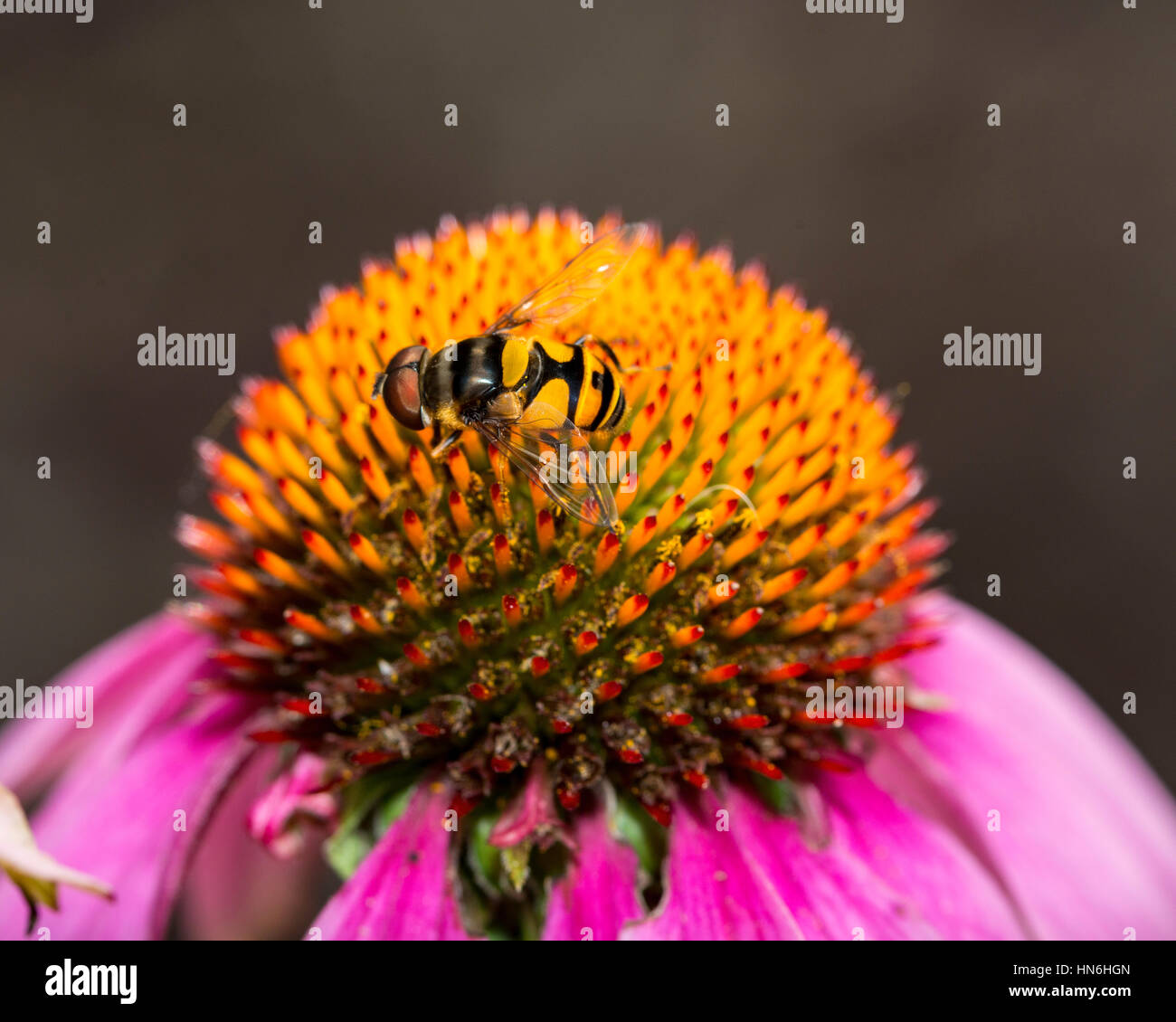 American Hover Fly on Purple Coneflower Stock Photo - Alamy