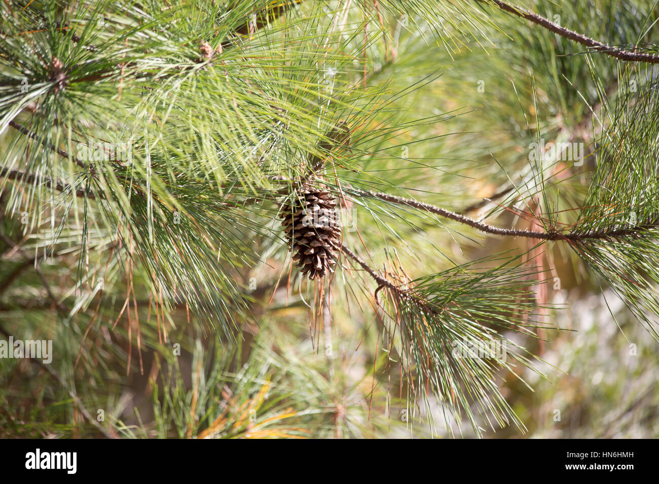 Extreme close up of pine needles and a single cone Stock Photo - Alamy