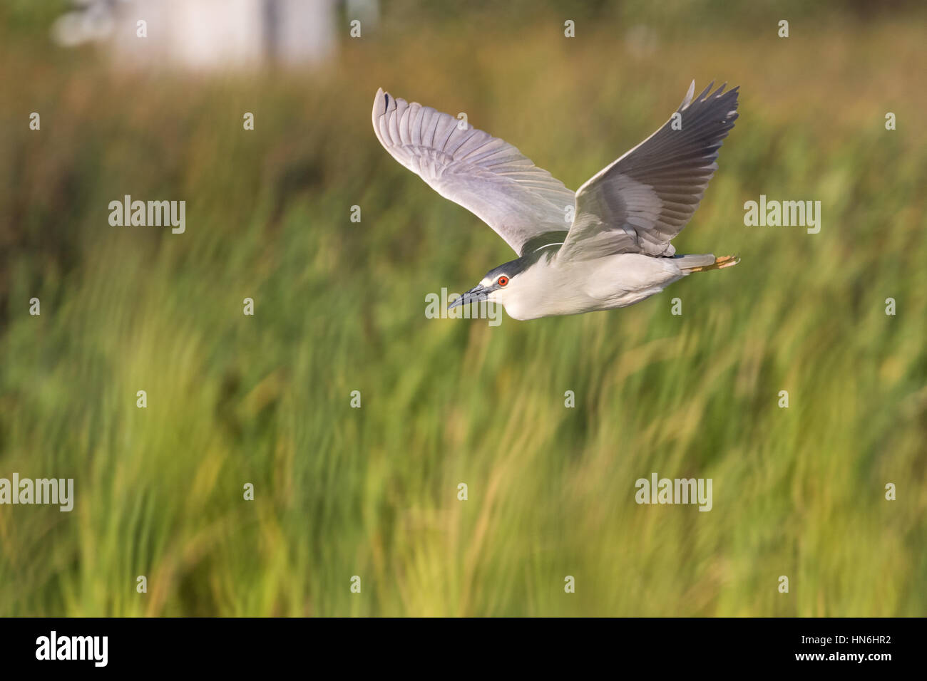 Black-crowned night-heron flying over marsh in Petaluma, California ...