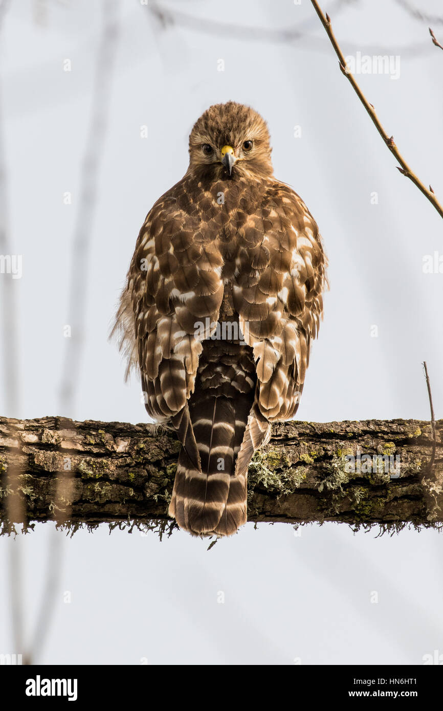 Juvenile red-shouldered hawk with its head turned nearly 360 degrees ...