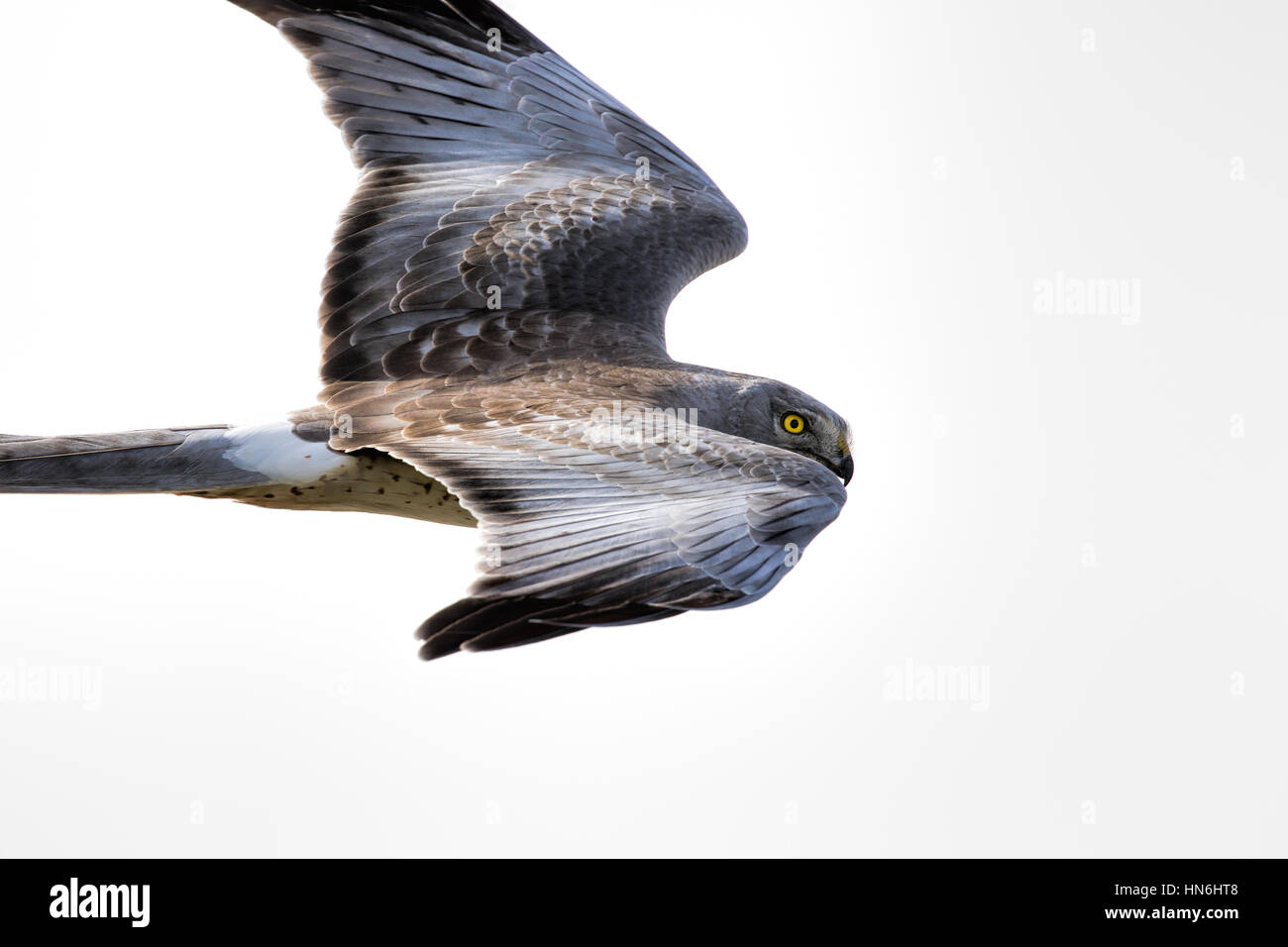 Harries hawks hi-res stock photography and images - Alamy