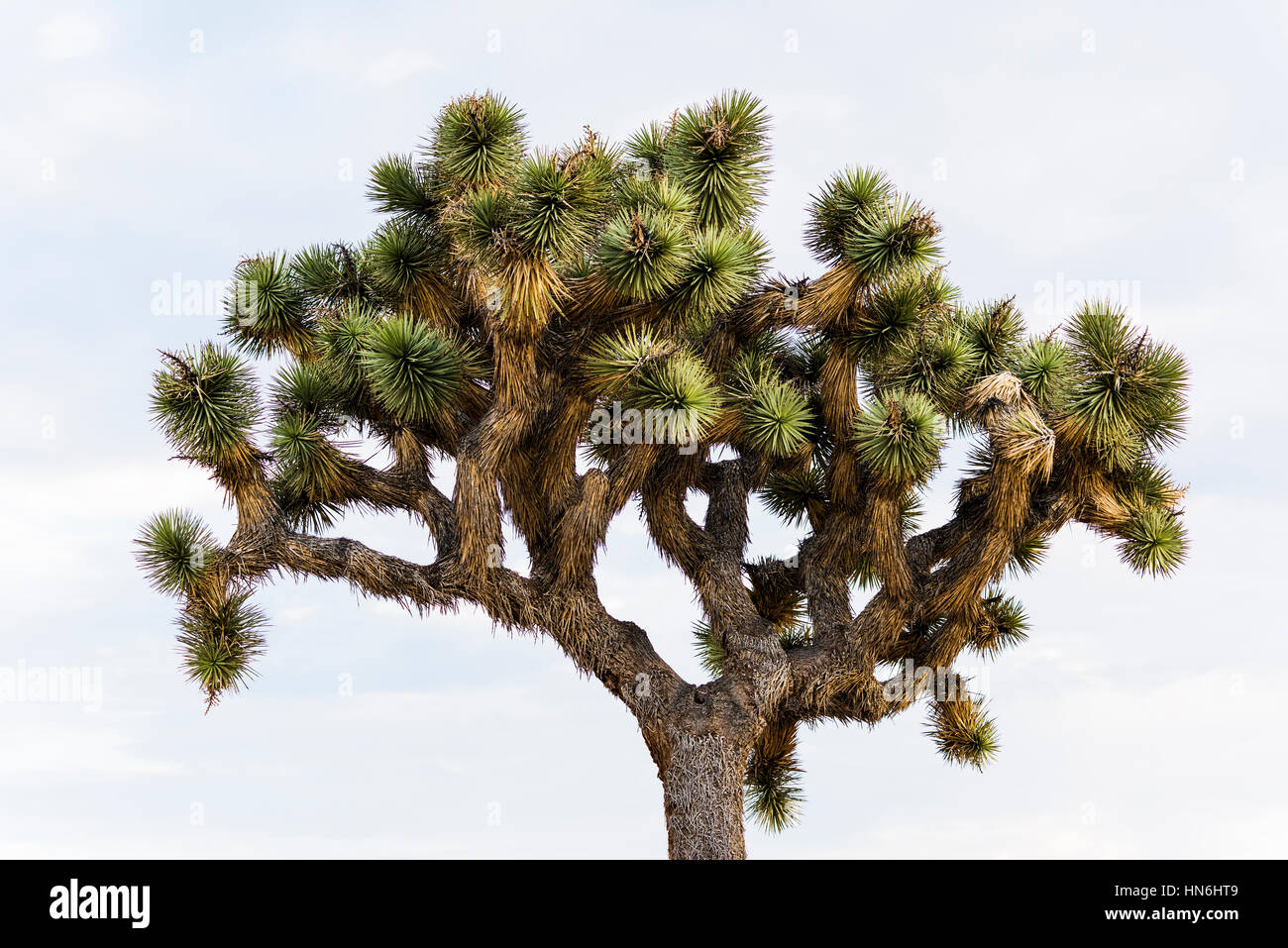 Joshua tree with bright blue sky during sunset Stock Photo - Alamy