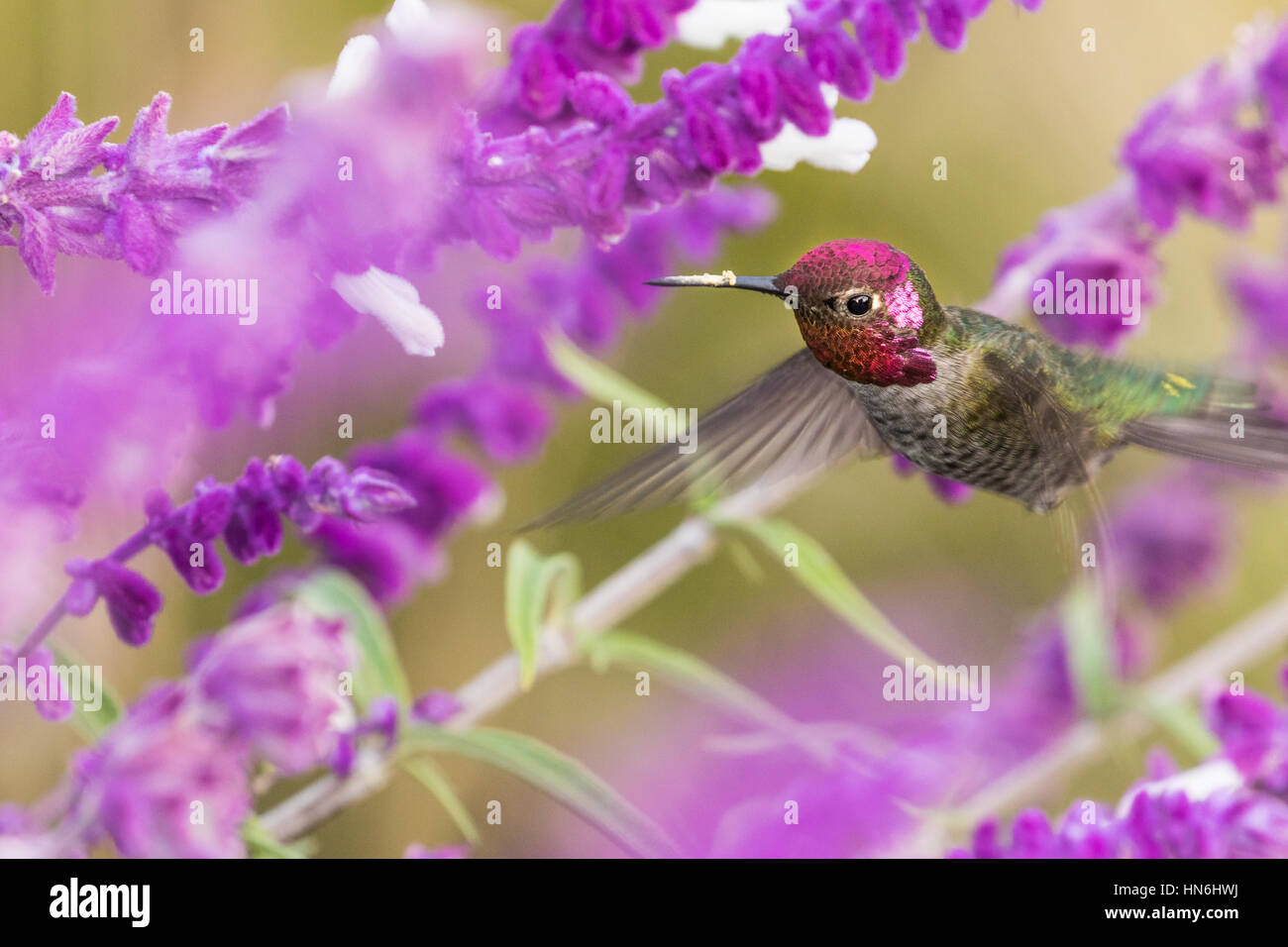 Anna's hummingbird feeding on nectar, with pollen on beak Stock Photo ...
