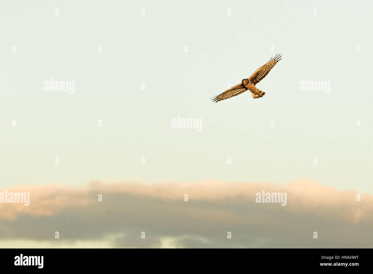 Northern Harrier flying overhead in Northren California Stock Photo - Alamy