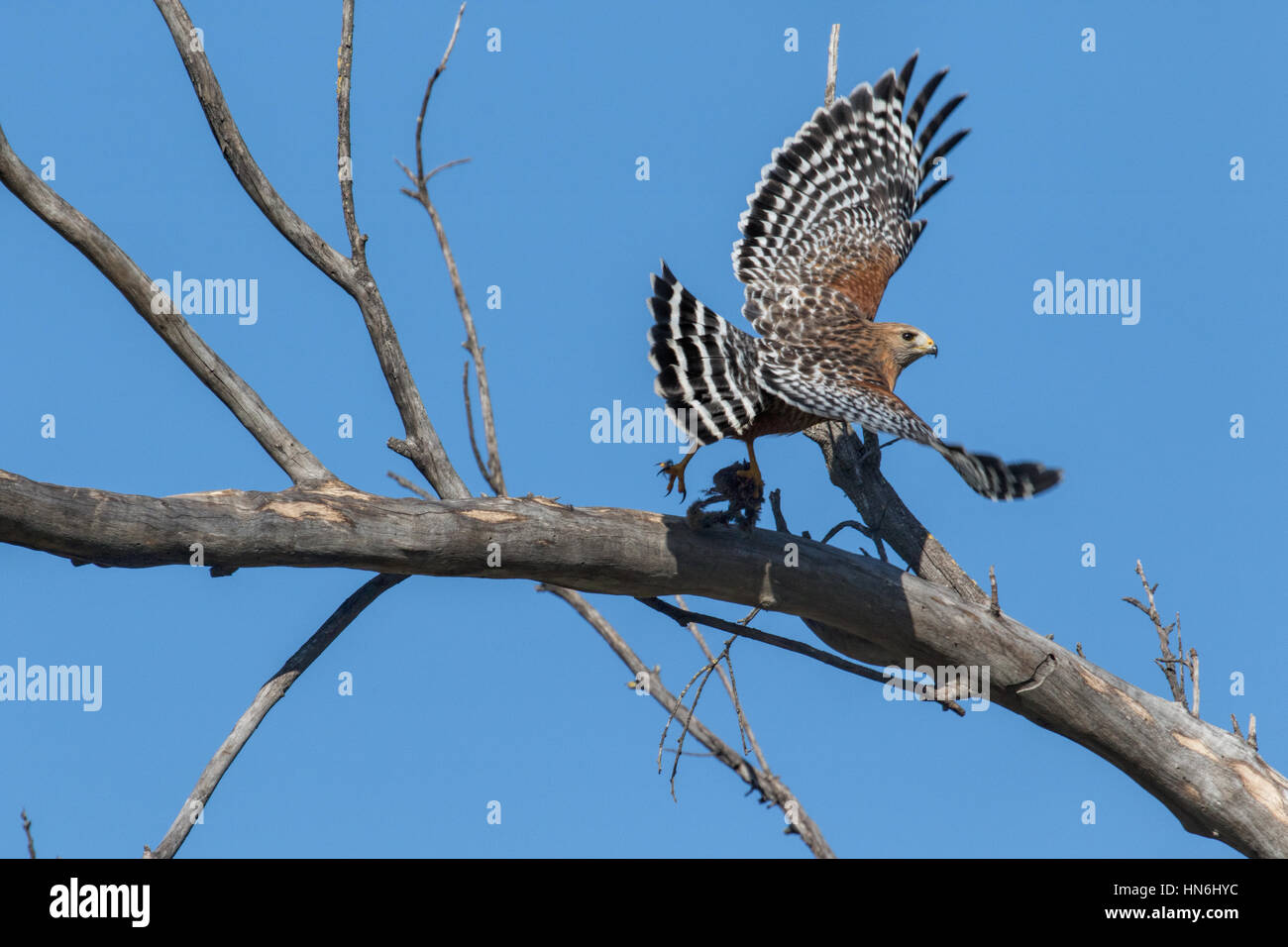 Red-shouldered hawk taking off from tree with prey in its talons Stock ...