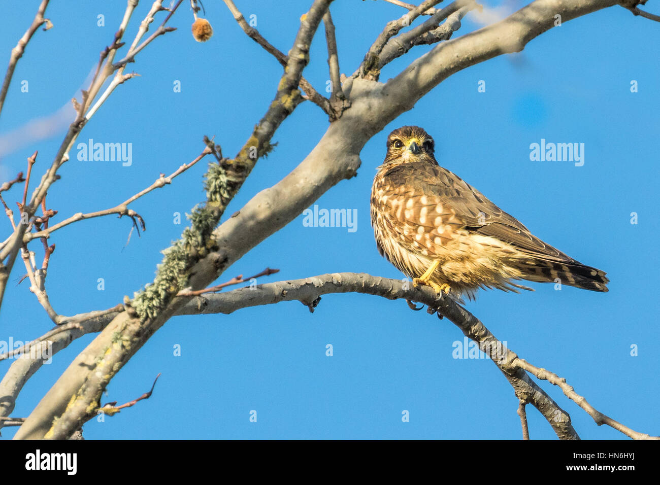 The merlin is is a small species of falcon, seen here perched in a tree ...