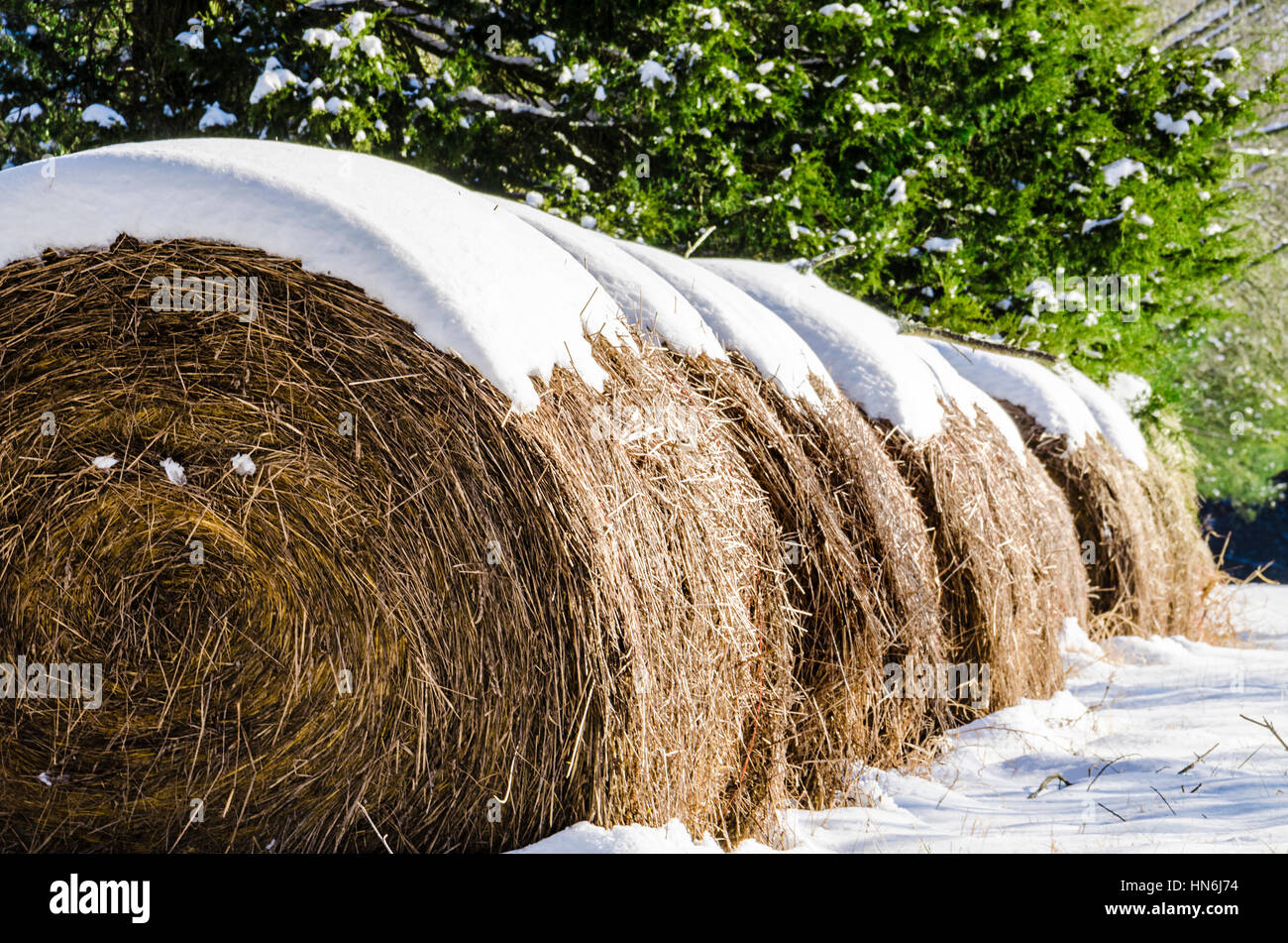 Rolls of Hay Covered in Winter Snow Stock Photo - Alamy