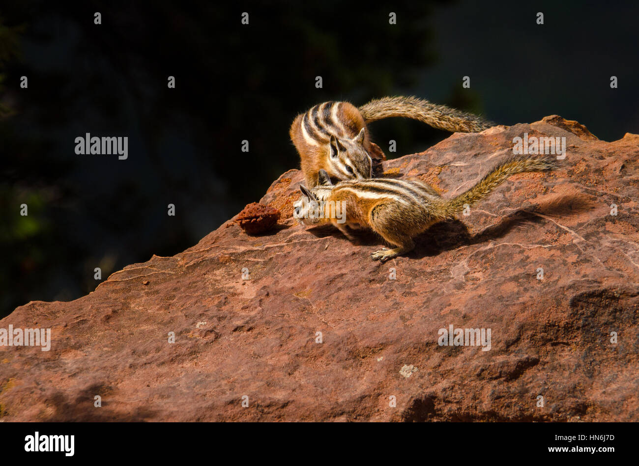 Chipmunks fighting hi-res stock photography and images - Alamy