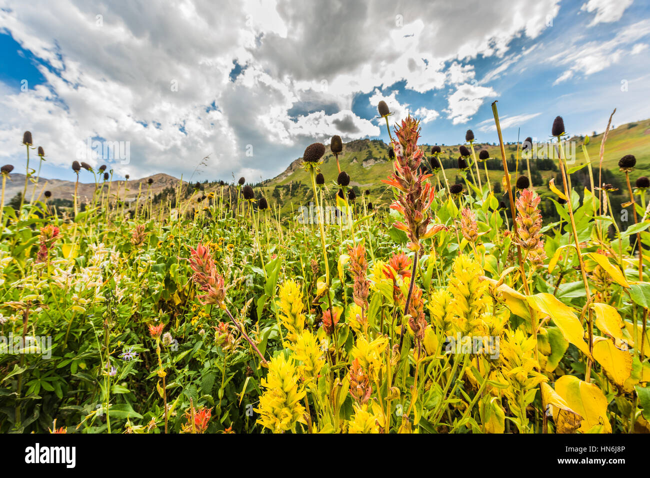 Closeup of wildflowers in alpine meadows at Albion Basin near Salt Lake ...