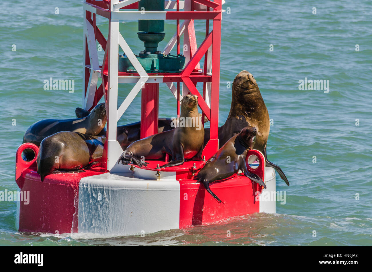 Seals on buoy hi-res stock photography and images - Alamy