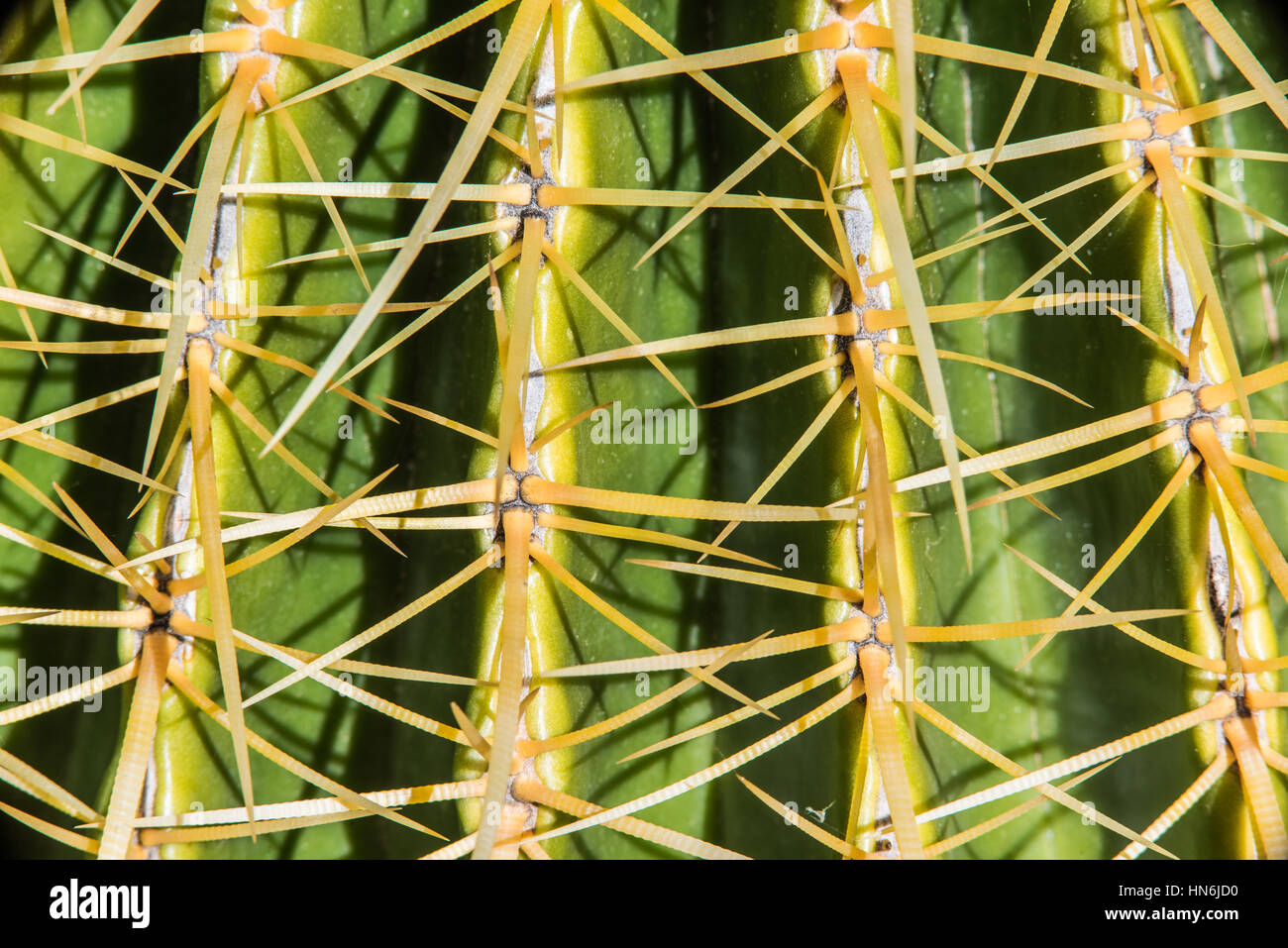 Macro close-up of a cactus and its spikes Stock Photo - Alamy