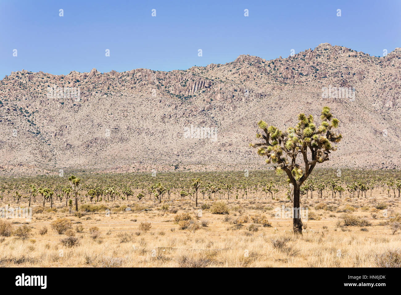 A landscape view of joshua trees with a focus on a single tree in ...