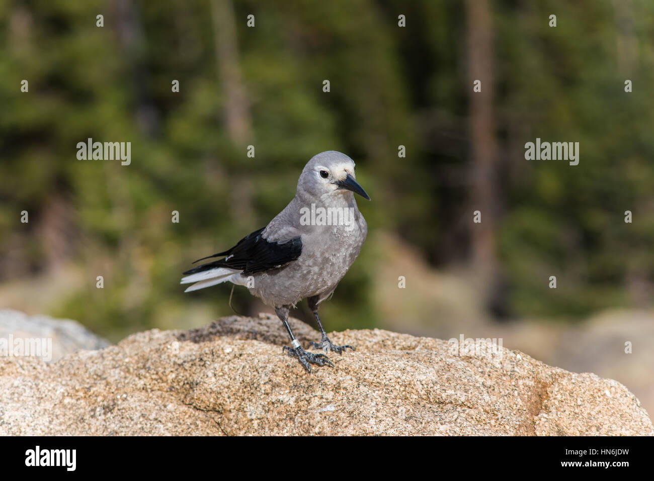 Clarks nutcracker bird in rocky hi-res stock photography and images - Alamy