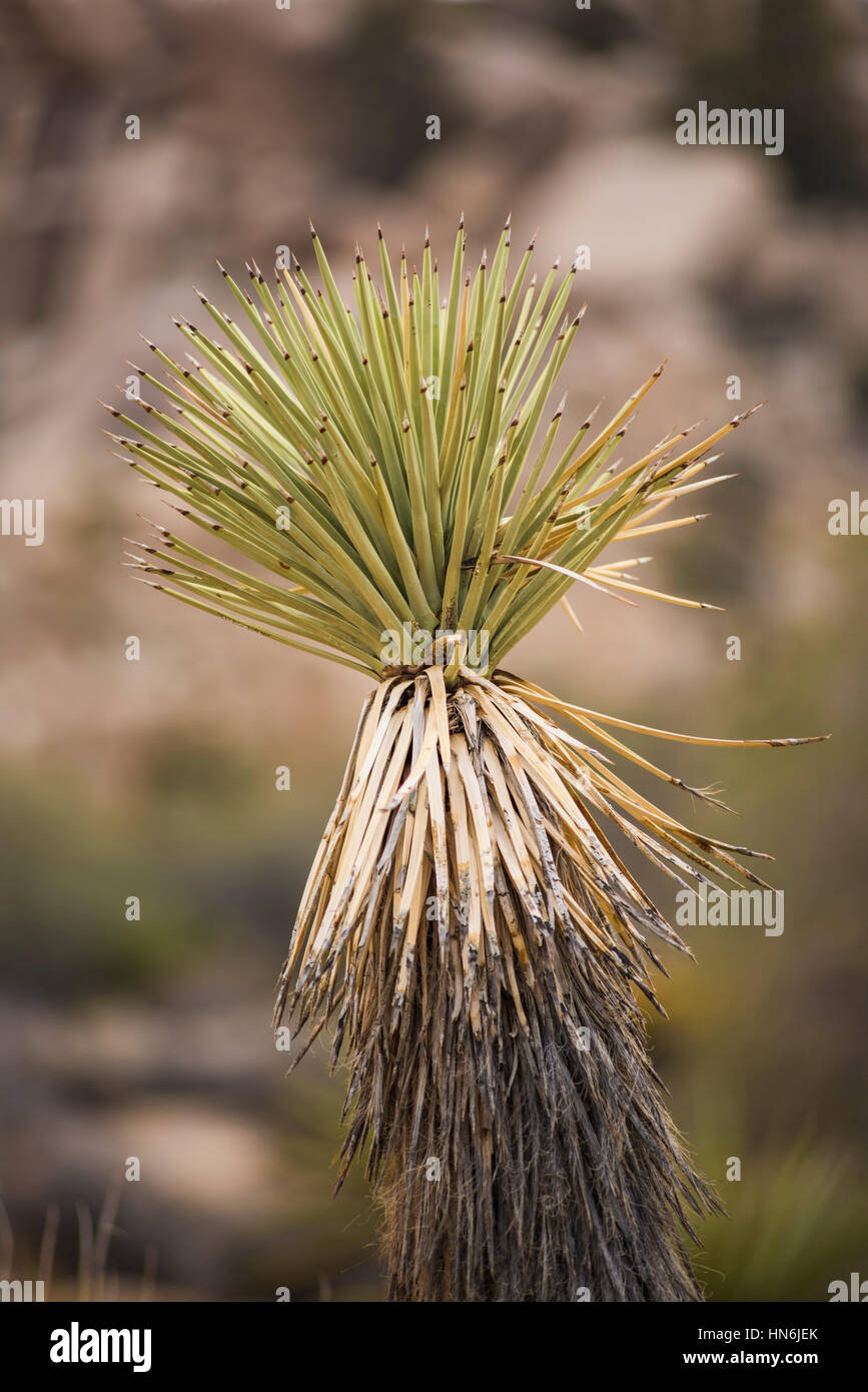 Closeup of Yucca or Joshua Tree Plant in Desert Background Stock Photo ...