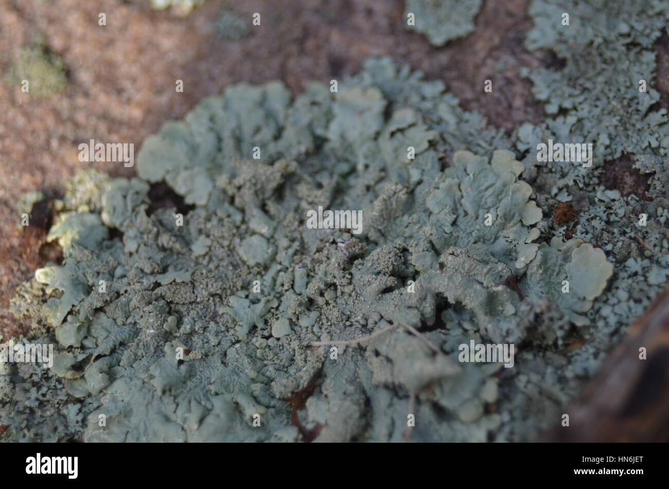 Closeup of lichen Stock Photo - Alamy