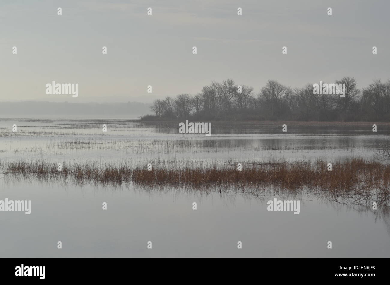 Marsh in the mist Stock Photo - Alamy