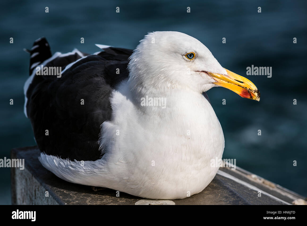 Seagull Red Beak High Resolution Stock Photography and Images - Alamy